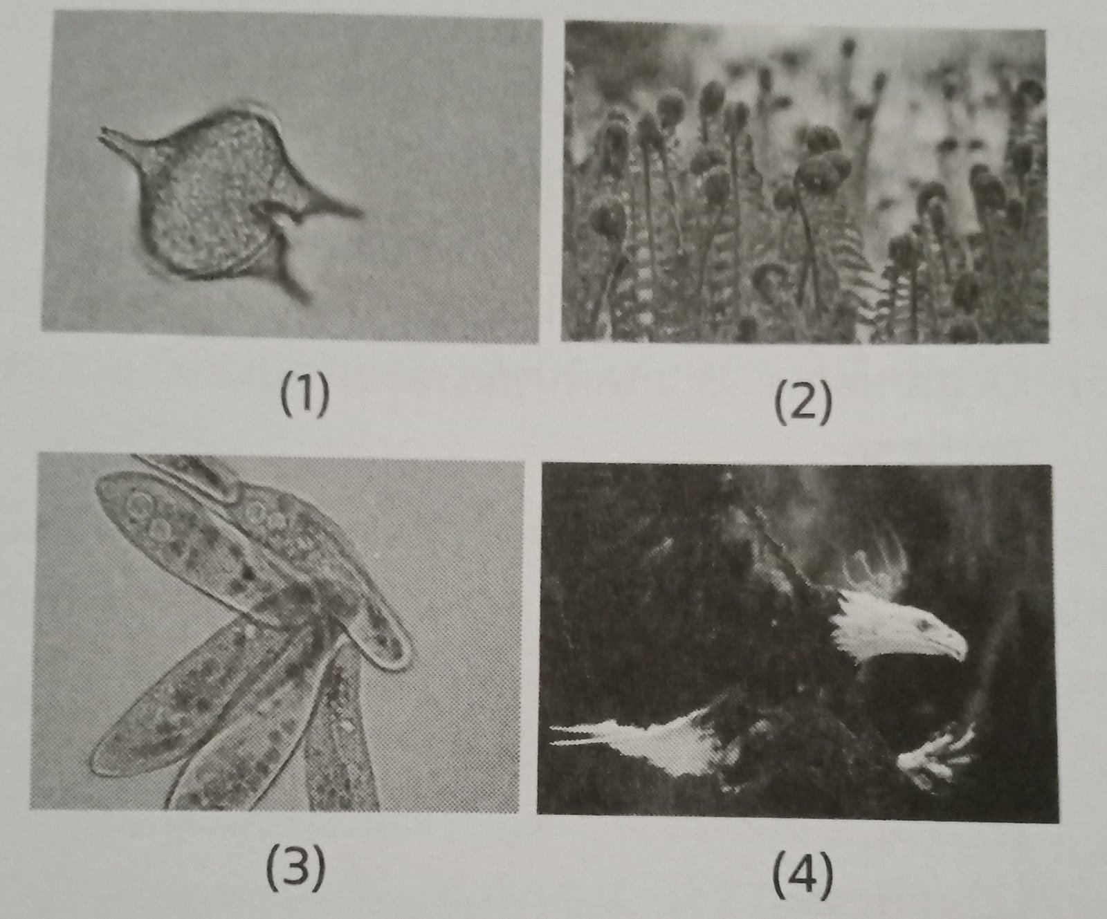 20 Soal Makhluk Hidup dan Lingkungannya | PROJEK IPAS